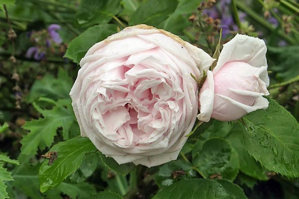 Paul's Early Blush – Rose-Biblio