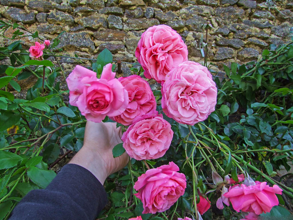 Datei:Fabre d'Eglantine, Guillaume Epinal 5-2-w.jpg – Rose-Biblio