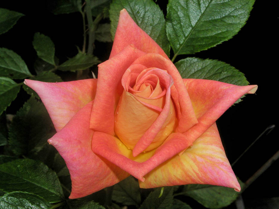 Shirynne Cowan – Rose-Biblio