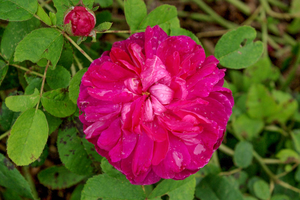 Rose du Roi – Rose-Biblio