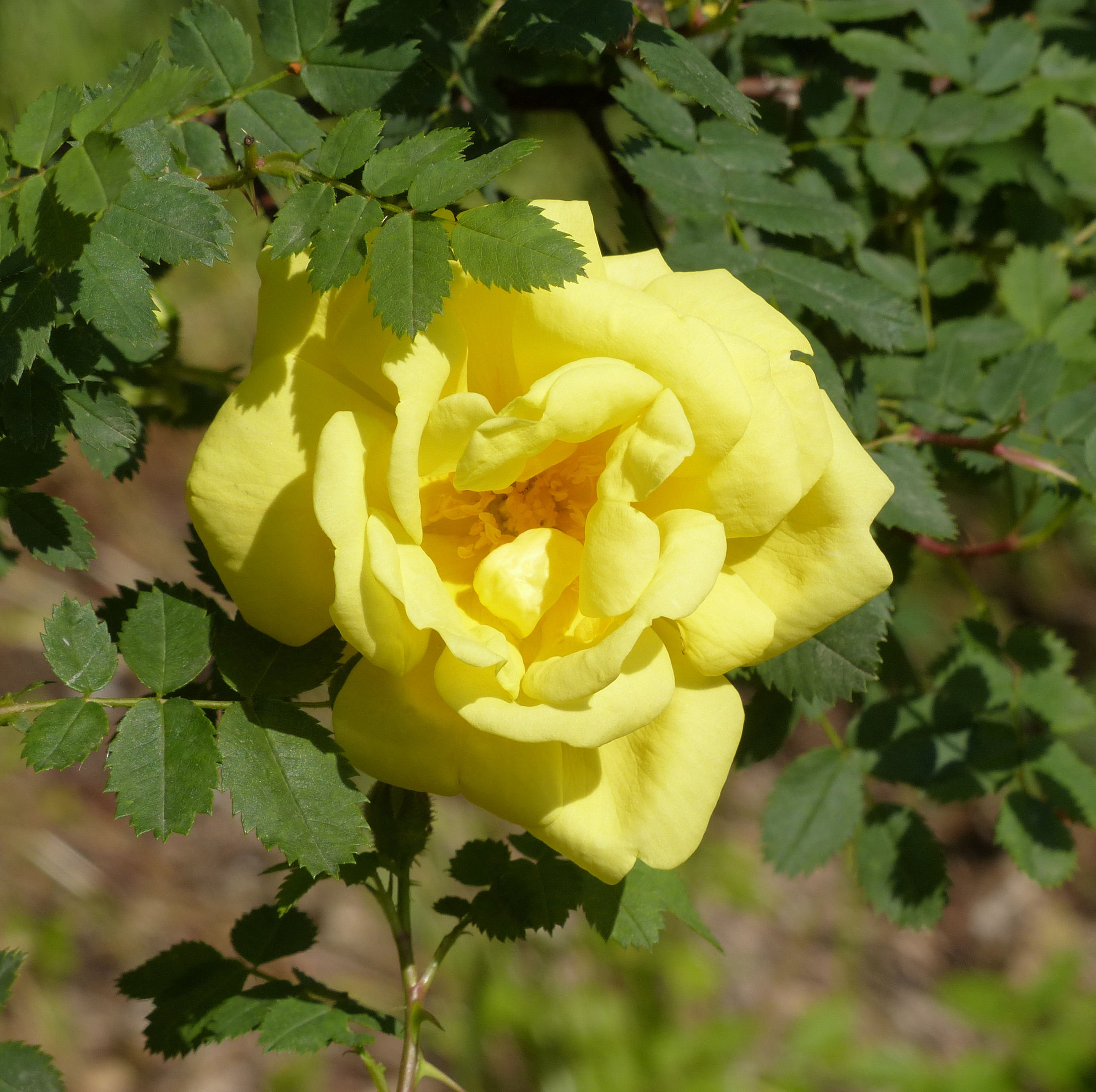 Datei:Old Yellow Scotch, Andrea Moro, Università di Trieste 1.jpg ...