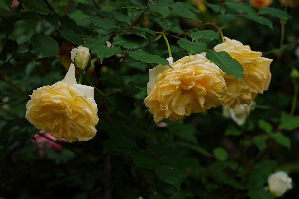 Devoniensis – Rose-Biblio