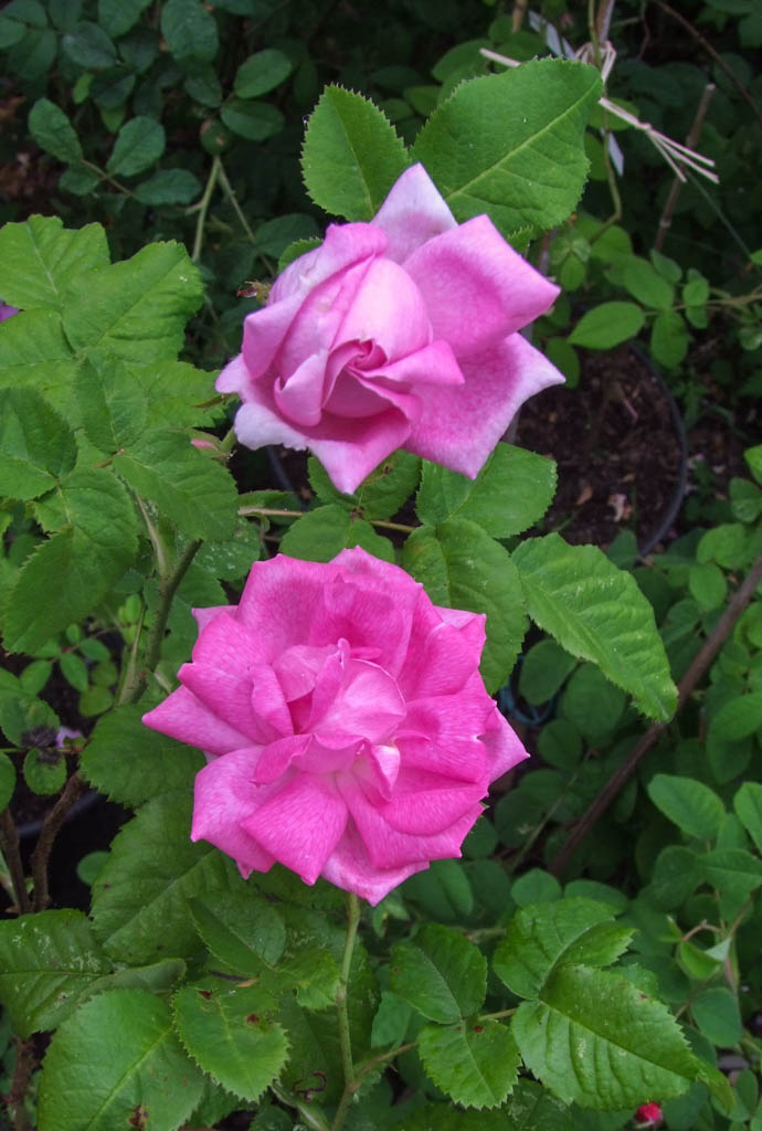 Barbara Thornton – Rose-Biblio