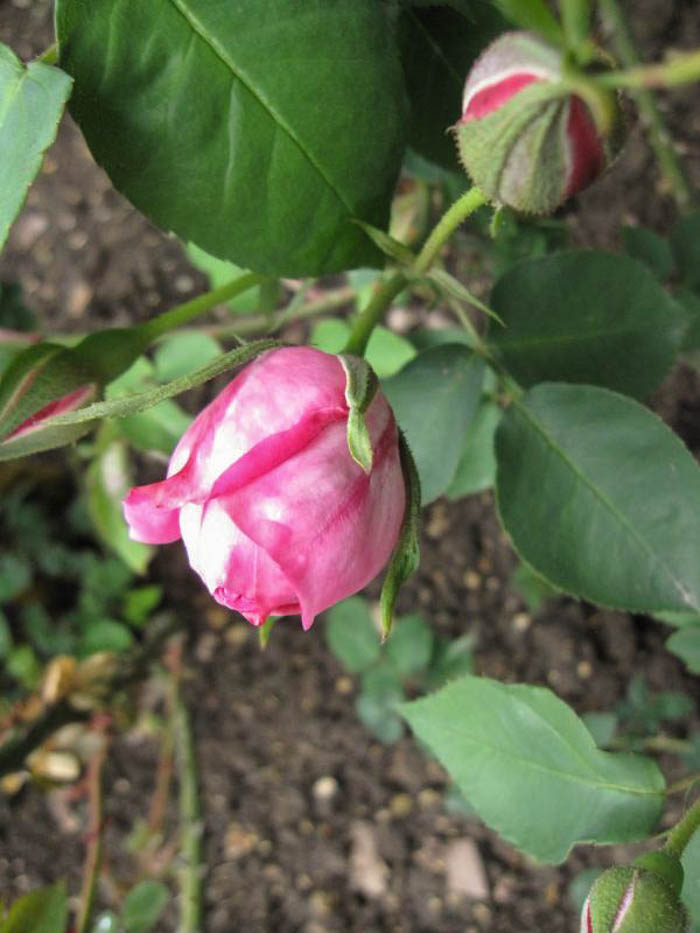 Datei:Apolline, Stéphane Barth, L'Hay 2-w.jpg – Rose-Biblio