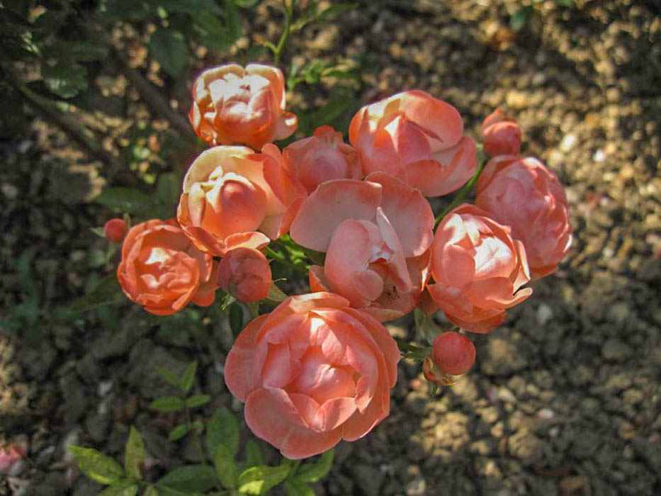 Margo Koster – Rose-Biblio