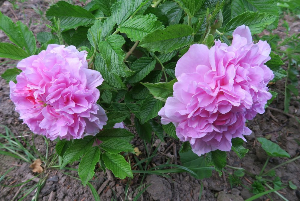 Mrs. Doreen Pike – Rose-Biblio