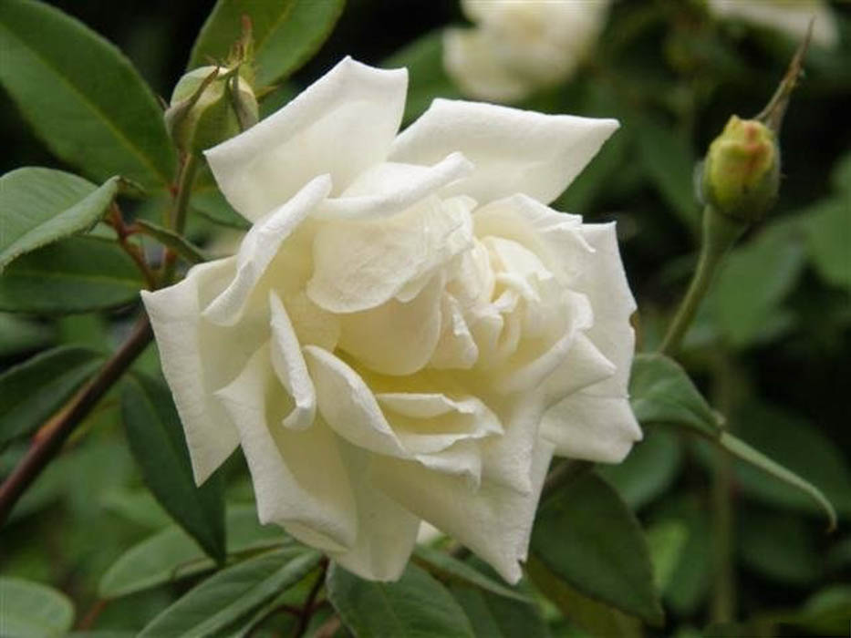 Marie Lambert – Rose-Biblio