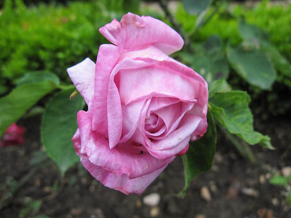 Apolline – Rose-Biblio