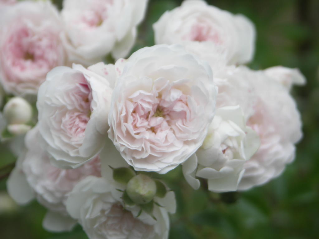 White Dorothy Perkins – Rose-Biblio