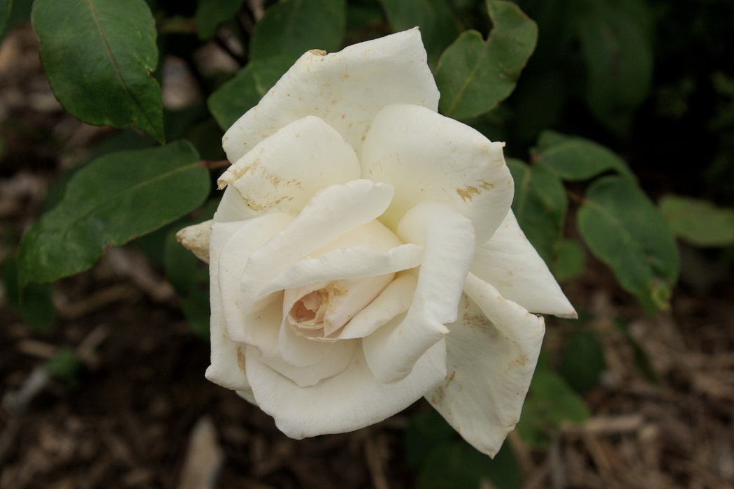 Marie Henry – Rose-Biblio