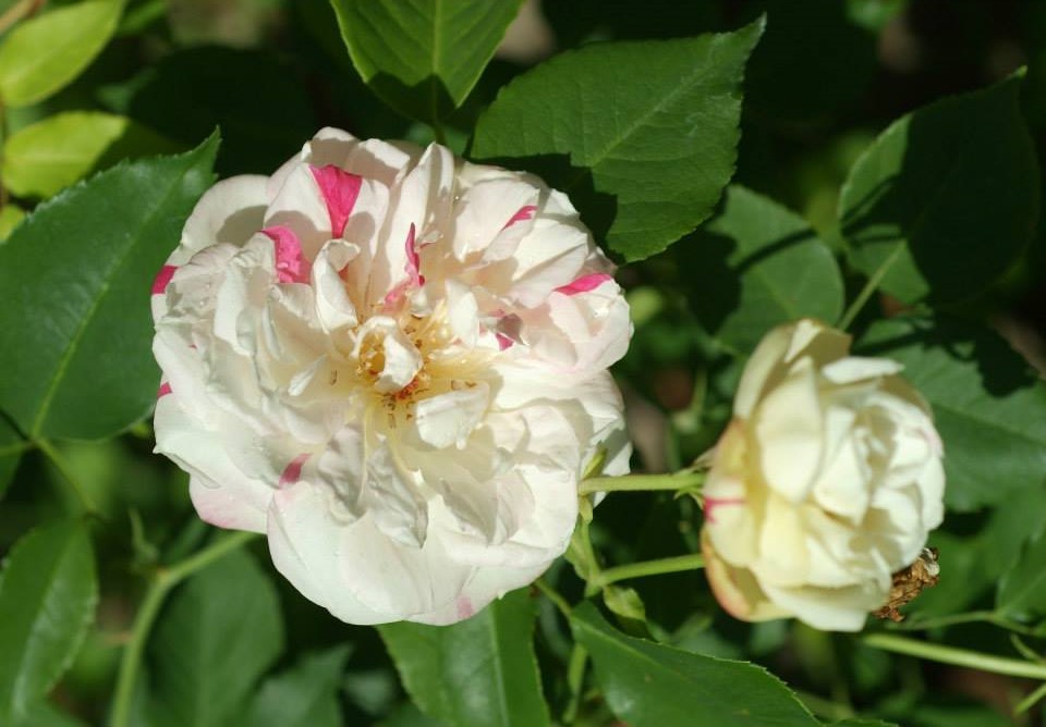 Fortune's Five-Colored Rose – Rose-Biblio