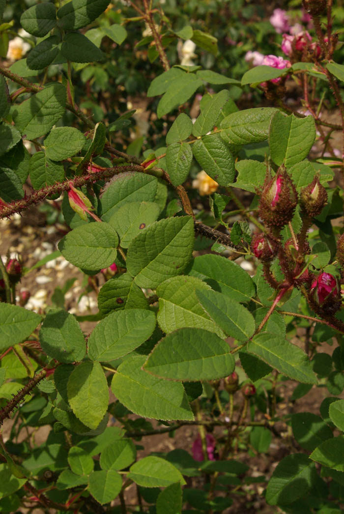 Datei:Mme de la Roche-Lambert,Robert 1851, Moos, SGH (4)-1-w.jpg – Rose ...