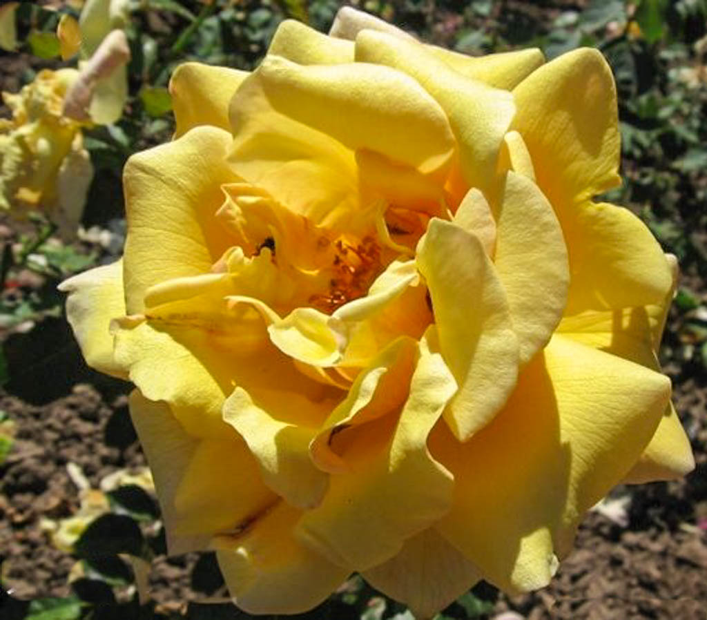 Hede – Rose-Biblio