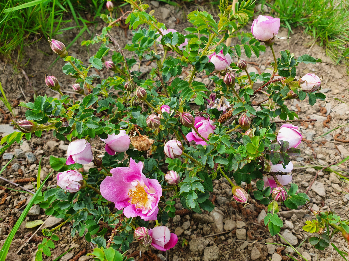 King of Scots – Rose-Biblio