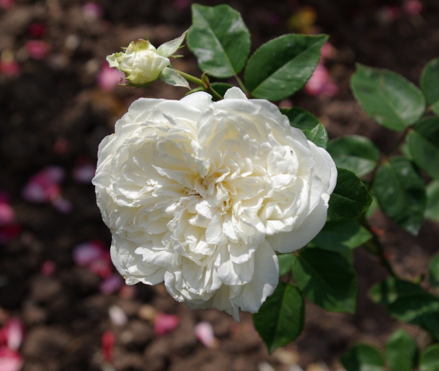 Colonial White – Rose-Biblio