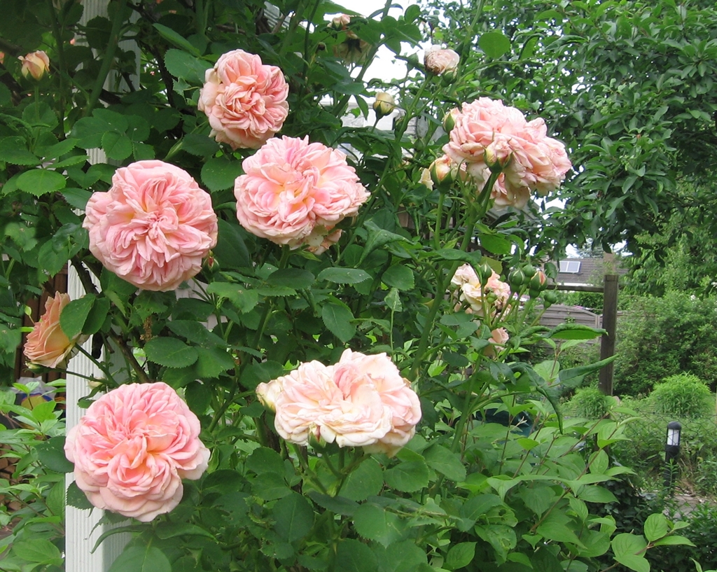 Alchymist – Rose-Biblio