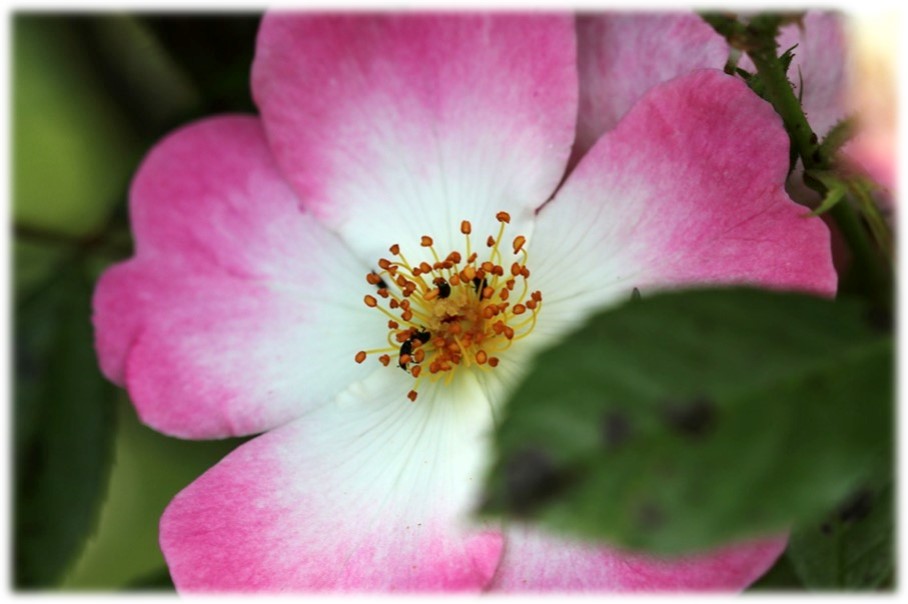 Rush – Rose-Biblio