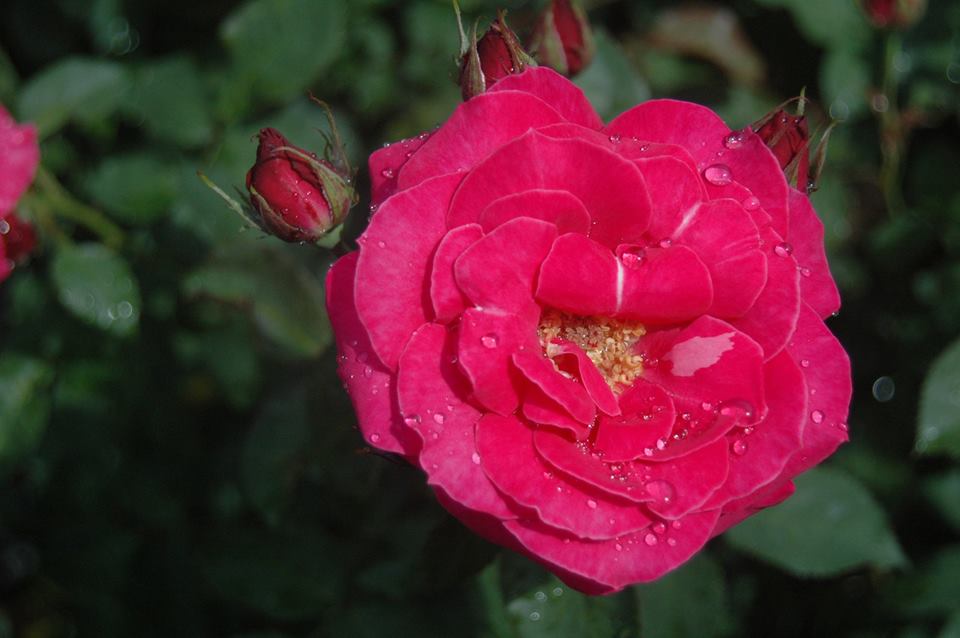 Datei:Sweet Sarah, Richard Walsh 4.jpg – Rose-Biblio