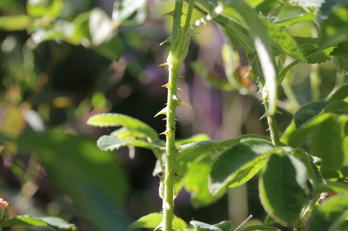 Agathe incarnata – Rose-Biblio