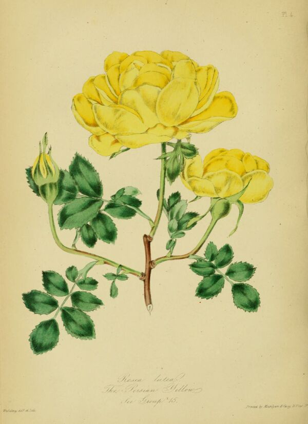Persian Yellow – Rose-Biblio