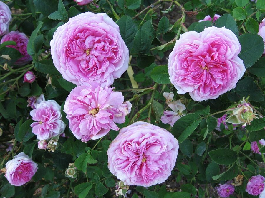 Aimable Amie – Rose-Biblio