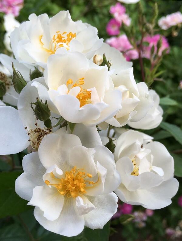 Darlow's Enigma – Rose-Biblio