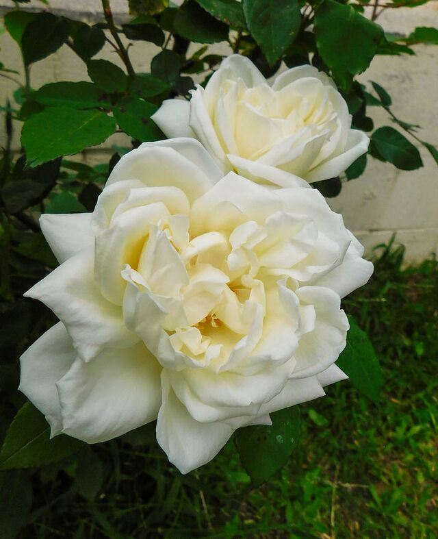 Datei:Gloire Lyonnaise, Jeri Jennings 1-2-w.jpg – Rose-Biblio