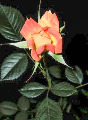 George's Pride – Rose-Biblio