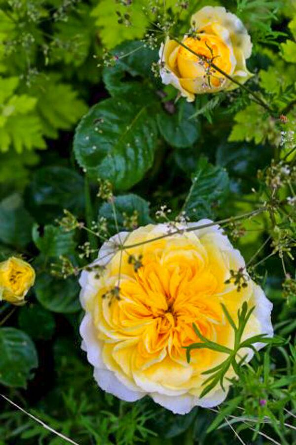 Skeeter – Rose-Biblio