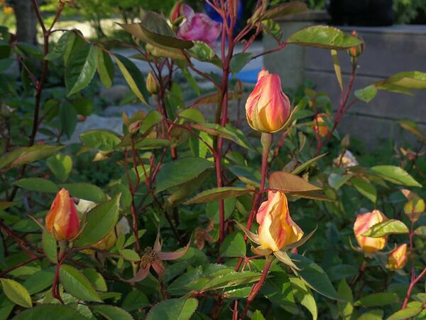 Found Rose "Bermuda Yellow Mutabilis" – Rose-Biblio