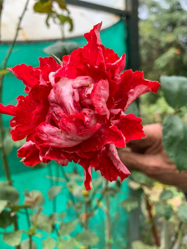 Tiger of Mysore – Rose-Biblio