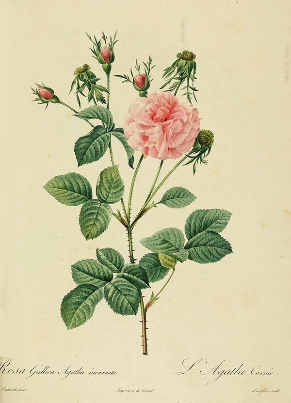 Agathe incarnata – Rose-Biblio