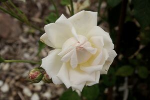 Cressida – Rose-Biblio