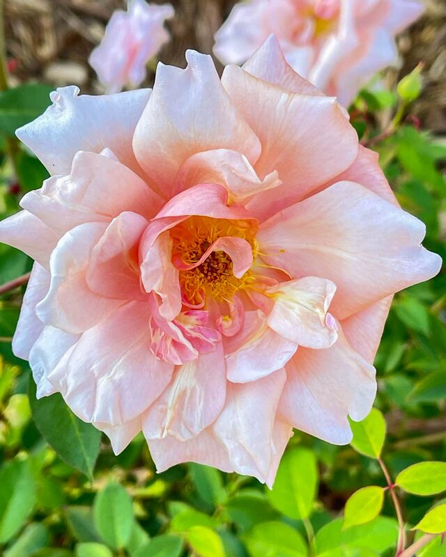 Lady Roberts – Rose-Biblio