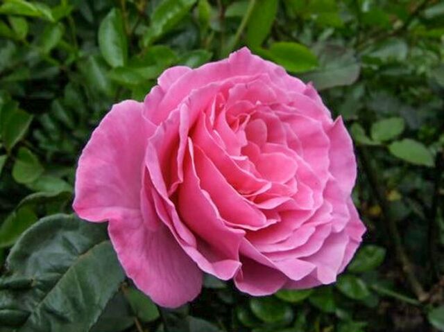 Grande-Duchesse Maria Teresa – Rose-Biblio