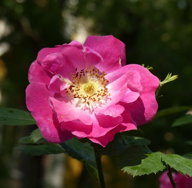 Pink Surprise – Rose-Biblio