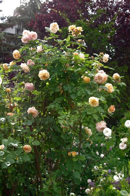 Charles Austin – Rose-Biblio