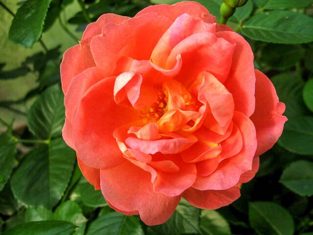 Salmon Blush – Rose-Biblio