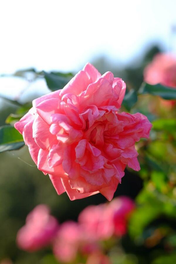 Archiduc Joseph – Rose-Biblio