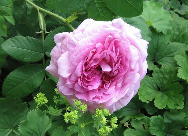 Président de Sèze – Rose-Biblio