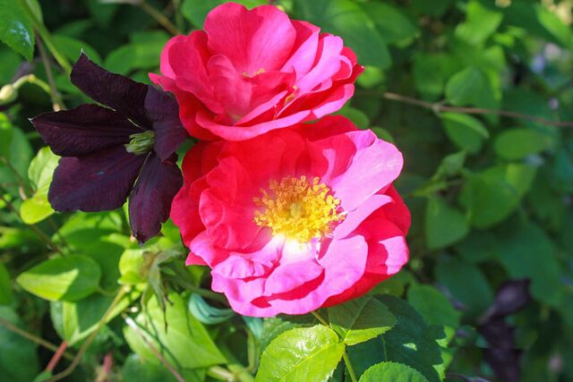 Jake Barnes – Rose-Biblio