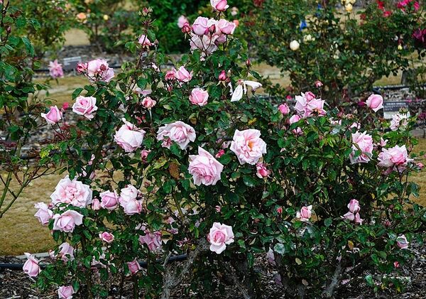 Lady Mary Fitzwilliam – Rose-Biblio