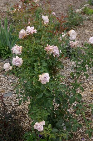 Lagerfeld – Rose-Biblio