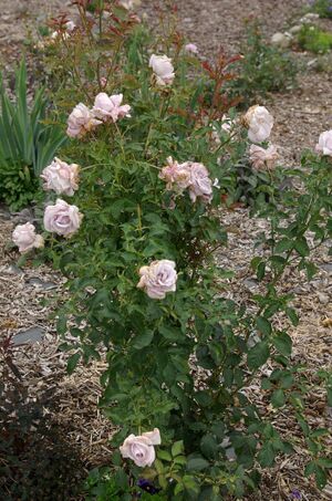 Lagerfeld – Rose-Biblio