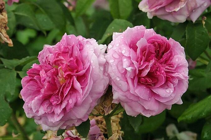 Président de Sèze – Rose-Biblio