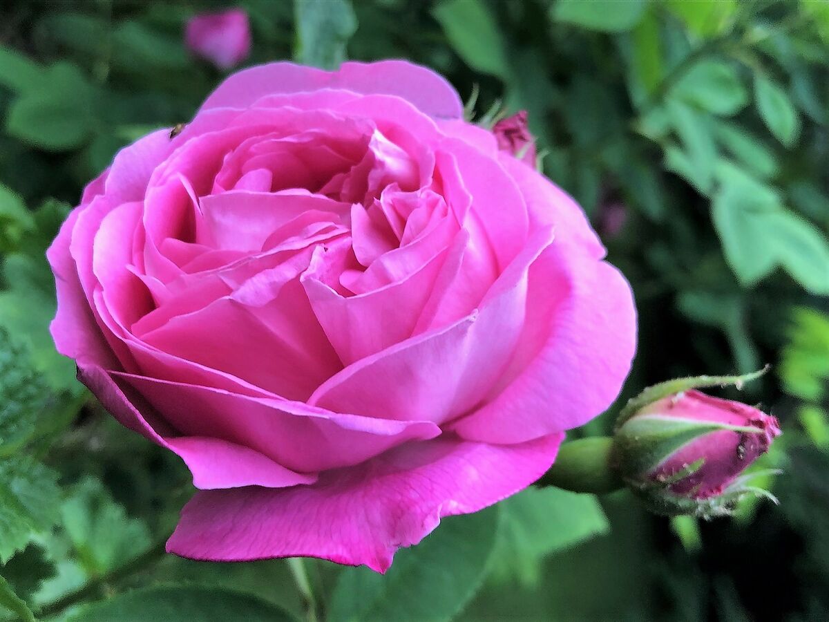 La Noblesse – Rose-Biblio