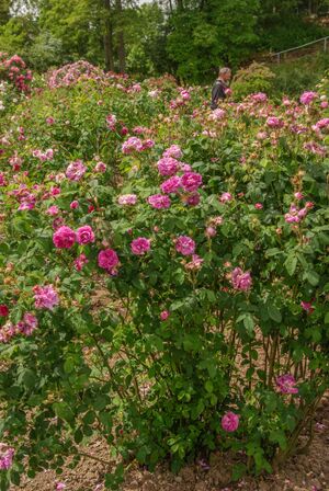 Hector – Rose-Biblio