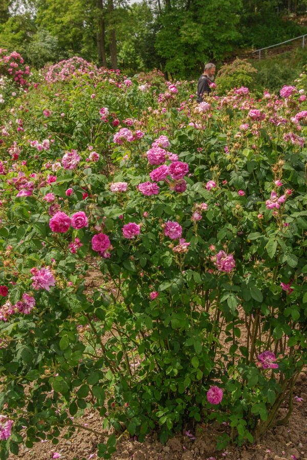 Hector – Rose-Biblio