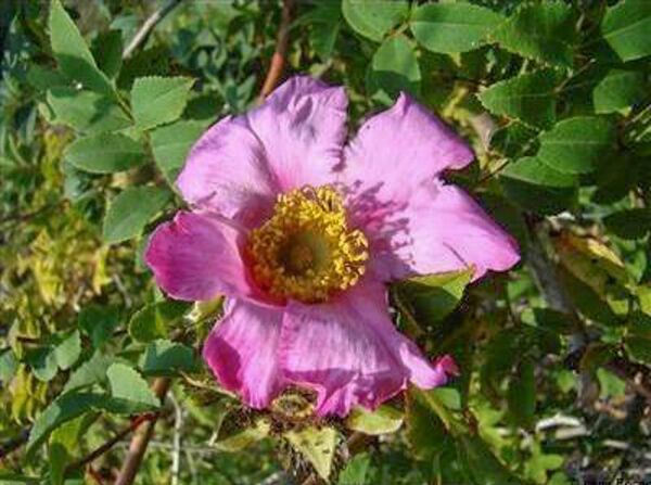 Rosa roxburghii 'Lampion' – Rose-Biblio