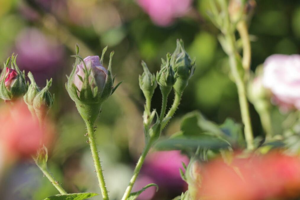 Agathe incarnata – Rose-Biblio